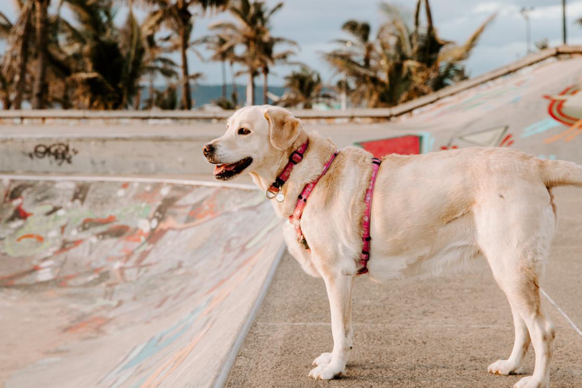 Top Tips for getting active with your dog – Ordinarily Active